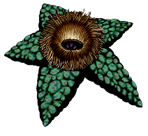 Armored Starfish (Duel Links) - Yugipedia - Yu-Gi-Oh! wiki