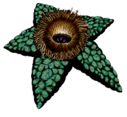 Armored Starfish (Duel Links) - Yugipedia - Yu-Gi-Oh! wiki